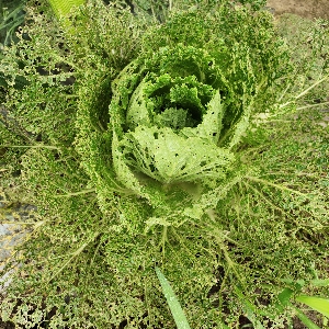 蒙面水手 