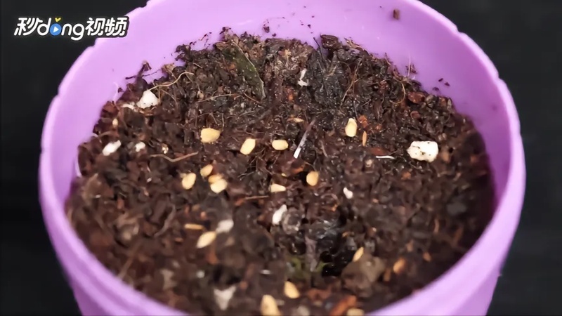 怎么种植盆栽西红柿
