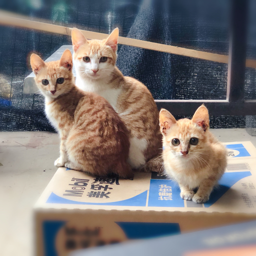 猫小冇喜欢白嫖 