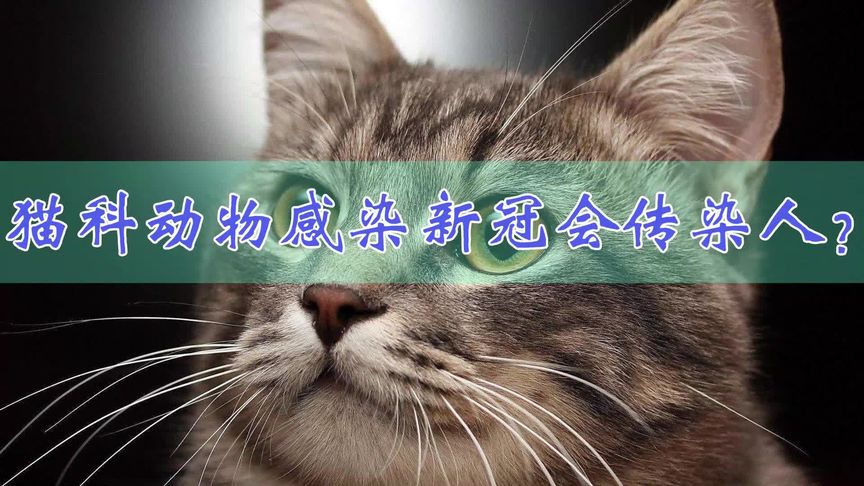 老虎也中招,猫科动物感染新冠肺炎后会传染人?病毒学家这样解释
