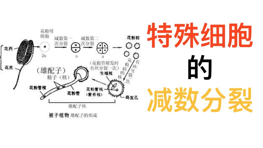 减数分裂题不会做,学了这些,你就知道了