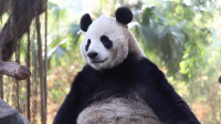 美国-国家地理杂志-编辑的“大熊猫”全面介绍视频,适合小朋友!