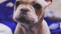 最贵的宠物 法国斗牛犬的3大优点, 难怪这么多人养.