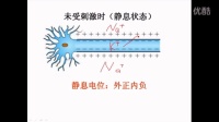 兴奋在神经纤维上的传导过程