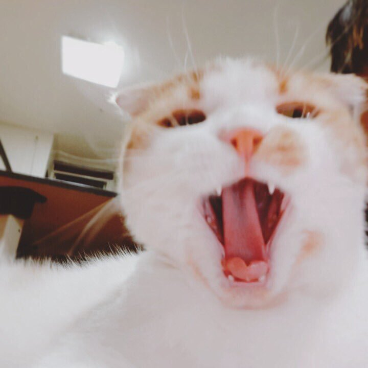 一芽一欧柚 