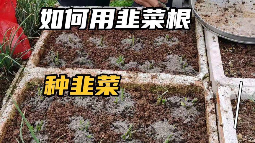 朋友送来新品种韭菜,老张教大家如何用韭菜根种韭菜,韭菜成倍长