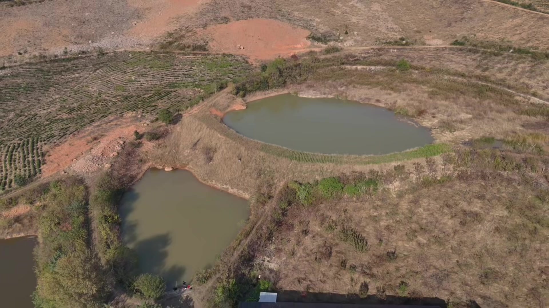 ...其中150亩奶白茶, 50亩水晶奶白茶,150亩桃园分别是水蜜桃蟠桃,20 ...