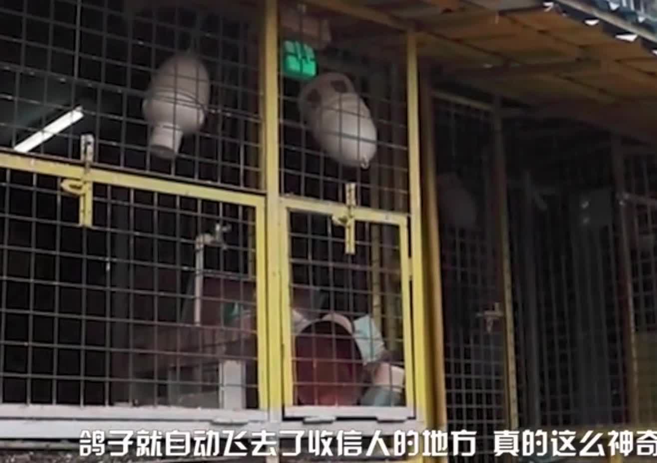 小鸽子传信历史悠久,经过训练,完成送信并归巢不是问题