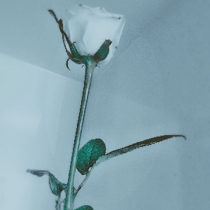电机蓝莓 