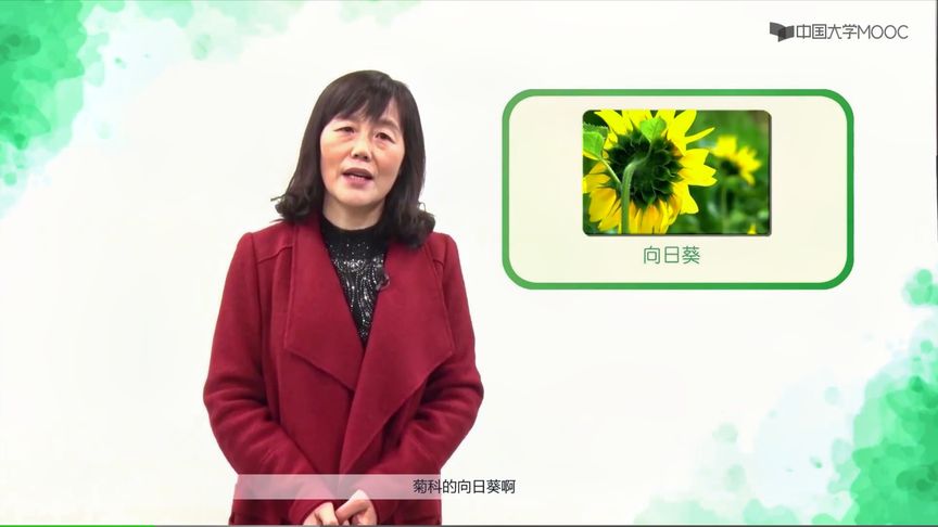 【中国药科大学】药用植物学:28茎-双子叶植物草质茎的次生结构