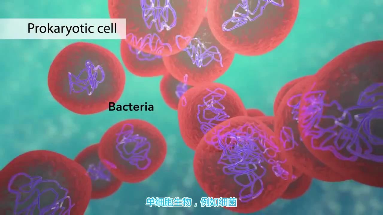 Cell:(细胞的基本结构与功能)The basic structure and function of cells
