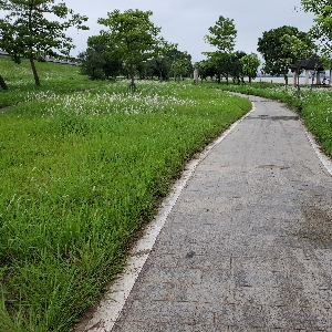 国虎001 