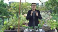 《造园记》226 家庭种植草莓:你有一份避坑指南等待签收