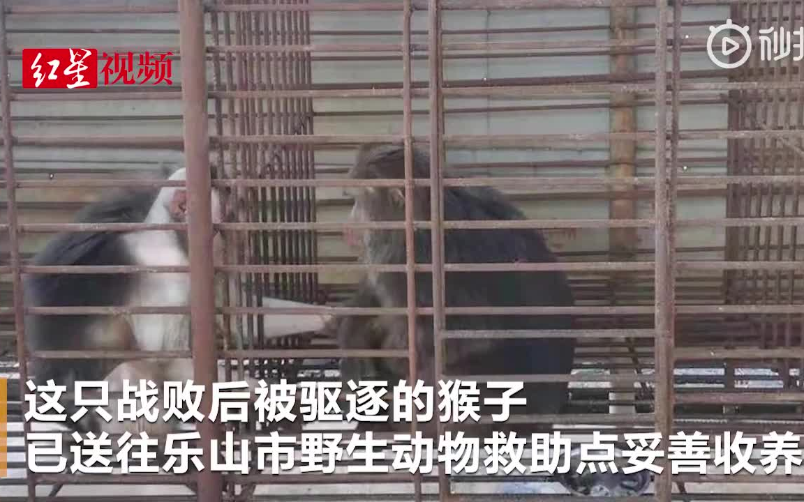 峨眉山猴子没人投食下山流浪?真相:食物充足,是它争夺猴王失败被驱逐