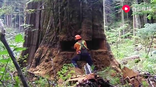 最快危险的砍伐树木砍伐技能与链锯