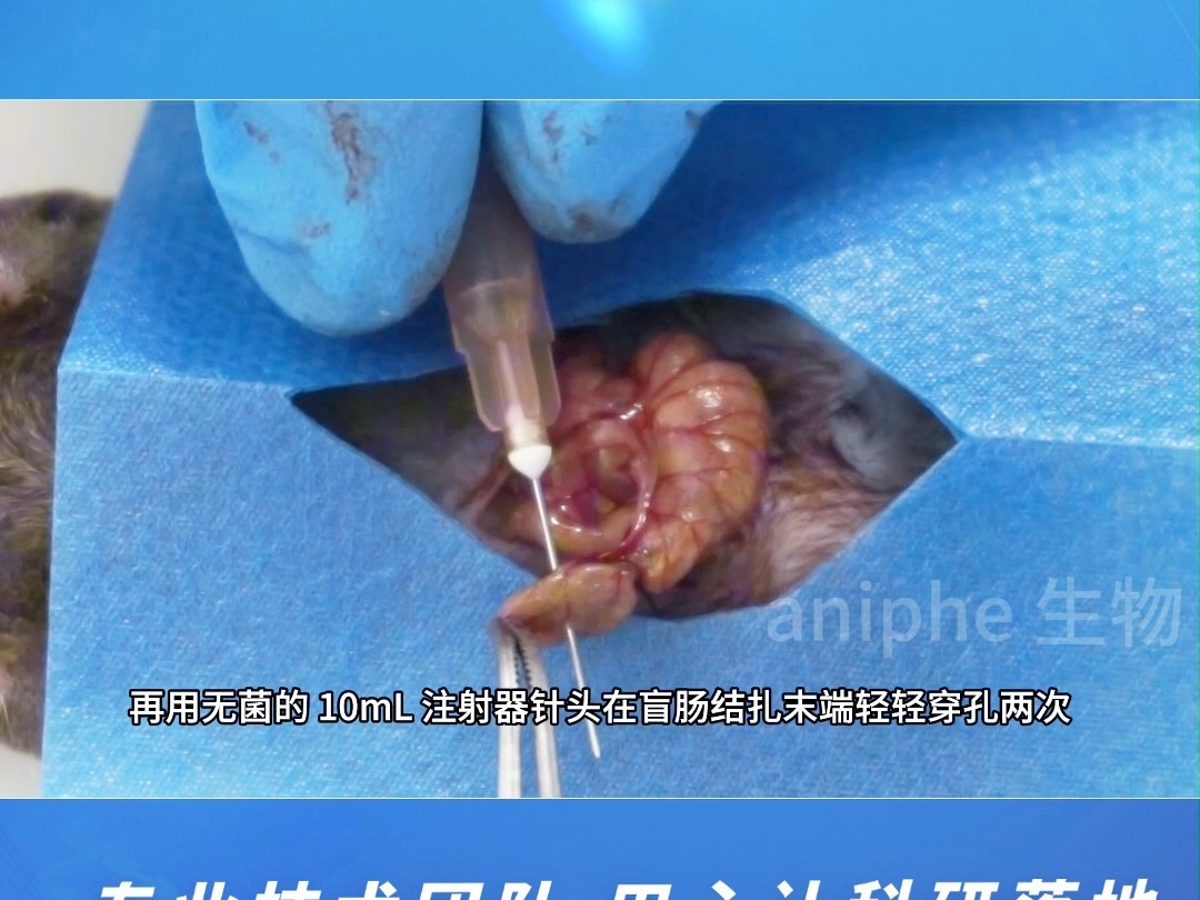 【实验揭秘】一招掌握盲肠结扎穿刺法小鼠模型构建,模拟脓毒症研究!