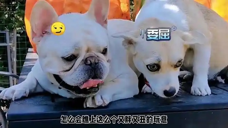 ...下7只小法斗,性情大变~俗话说:种瓜得瓜,种法斗得法斗,这也没毛病啊?