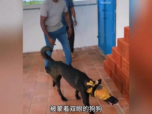 在风雨交加的夜晚,搜救犬展现了无与伦比的勇气和智慧