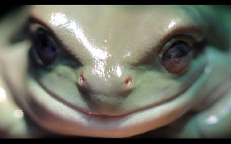 关于青蛙(呱呱)的不为人知的真相~原来青蛙才是宇宙之王!@油兔不二...