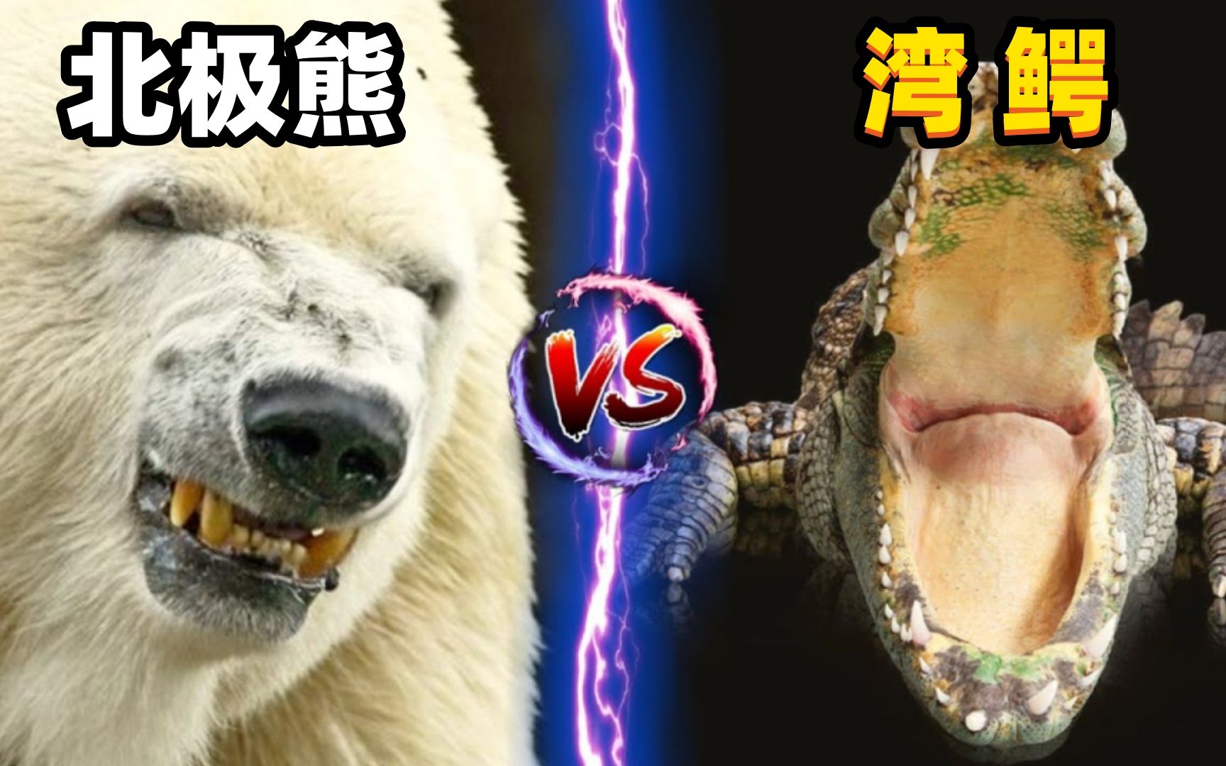 北极熊vs湾鳄,当熊科老大遇到鳄科一哥,谁会笑到最后呢?