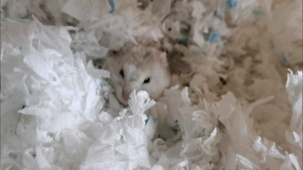 仓鼠发发观察日记Vlog