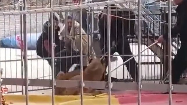 山西一马戏团狮子表演时突然攻击笼外一男子 引发围观群众惨叫!