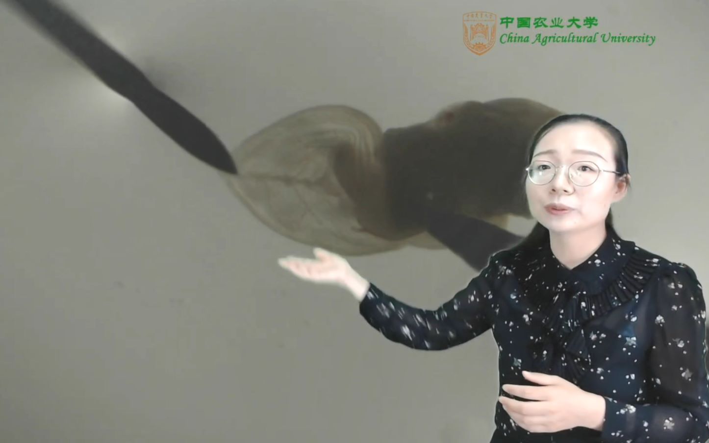 体外受精: 实景展示精子和卵子获取、及受精卵形成过程