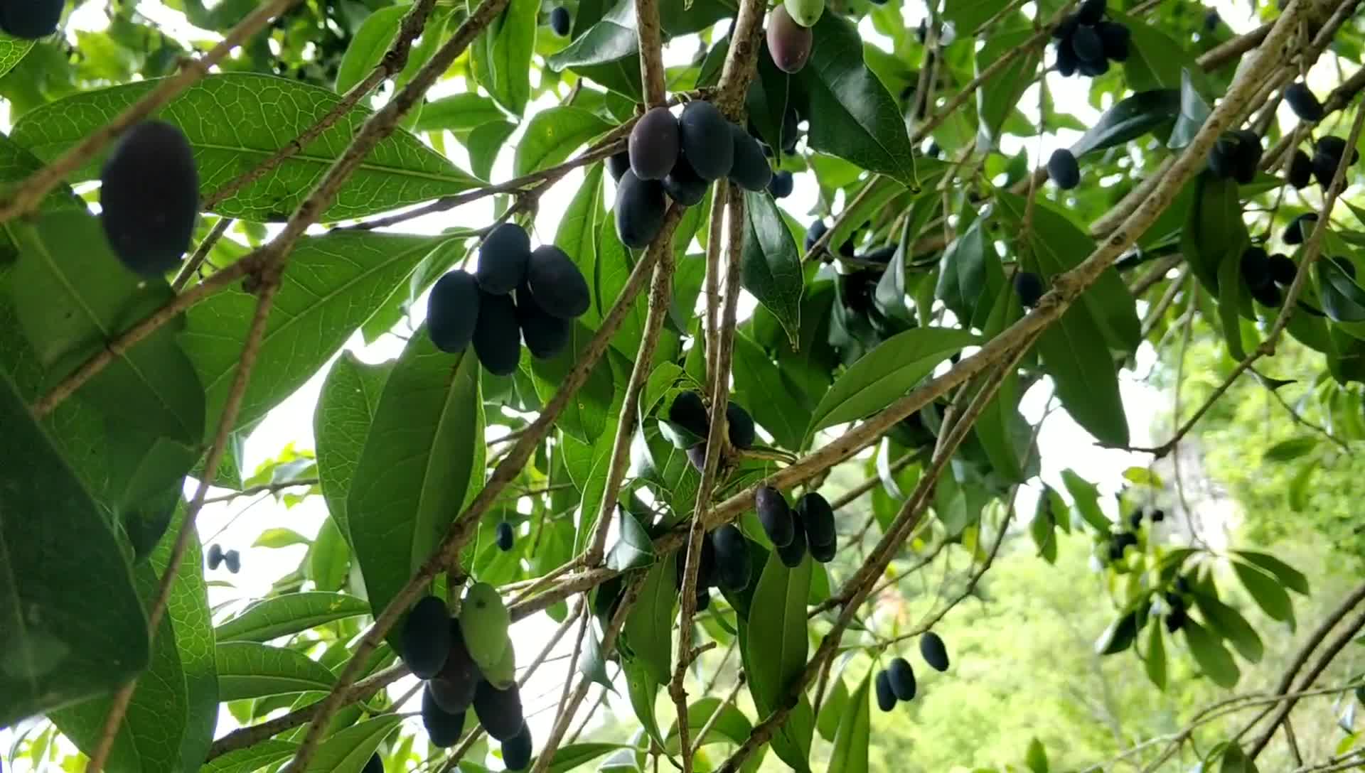 桂花籽估计很多人没见过吧![机智][机智]#桂花# #植物#