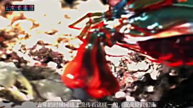 看了皮皮虾作死挑衅章鱼,才知道它为什么叫皮皮虾,原来真的很皮