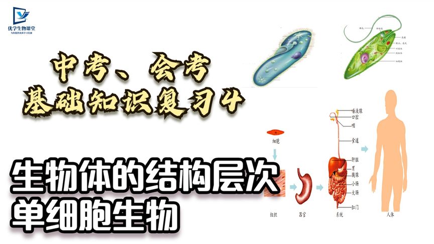 中考、会考基础知识复习4,生物体的结构层次,单细胞生物。