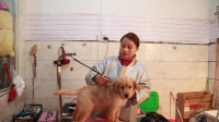 宠物店怎么给狗狗洗澡的?2分钟学会,再也不用去宠物的浪费钱了
