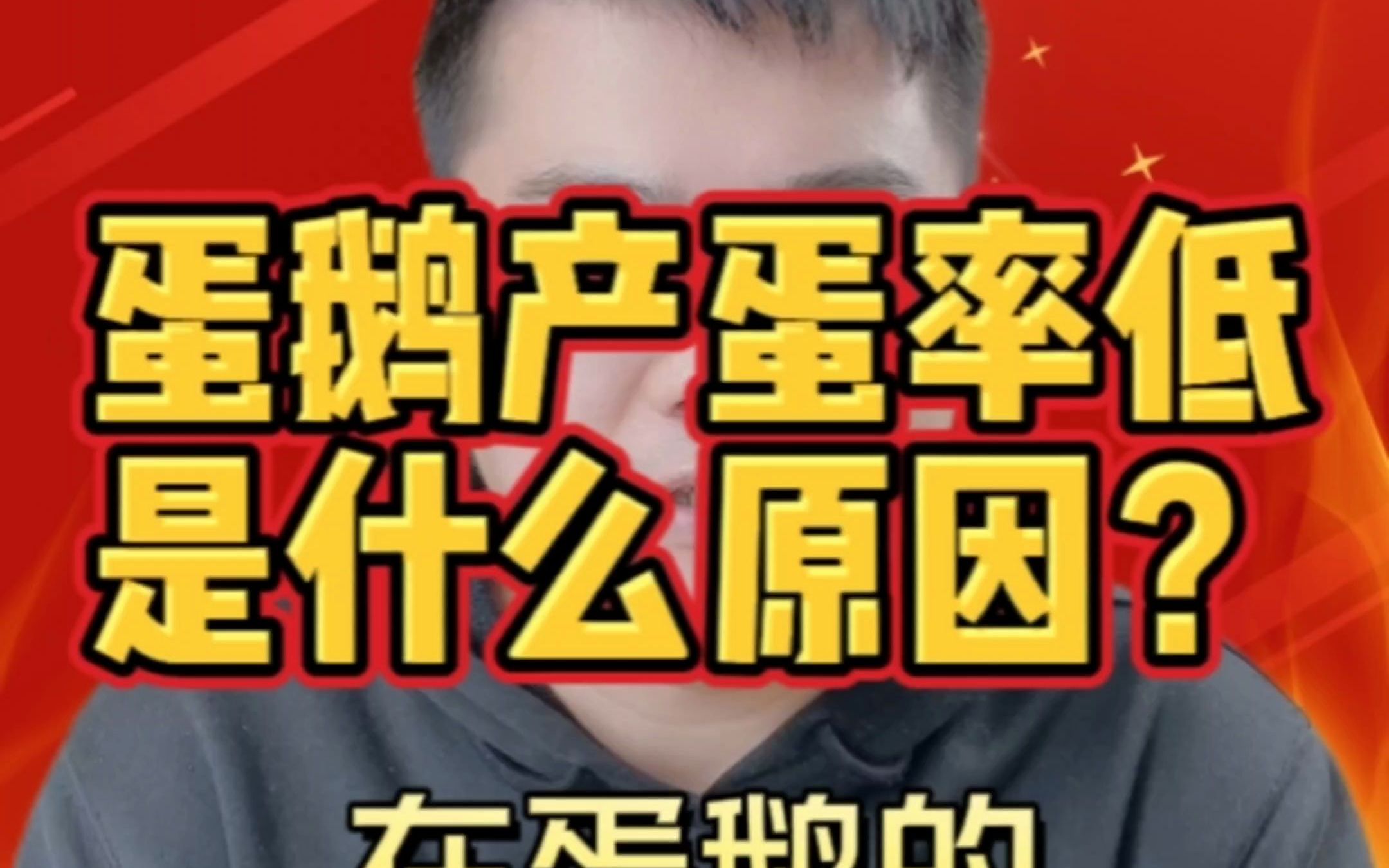 蛋鹅产蛋率低,是什么原因? 蛋鹅产蛋率低该怎么办? 蛋鹅产蛋率低影响...