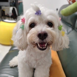 杰瑞肖顶呱呱 