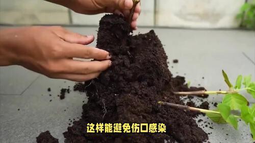多菌灵的使用方法,根据需求采取涂抹、混土、浸根等方式