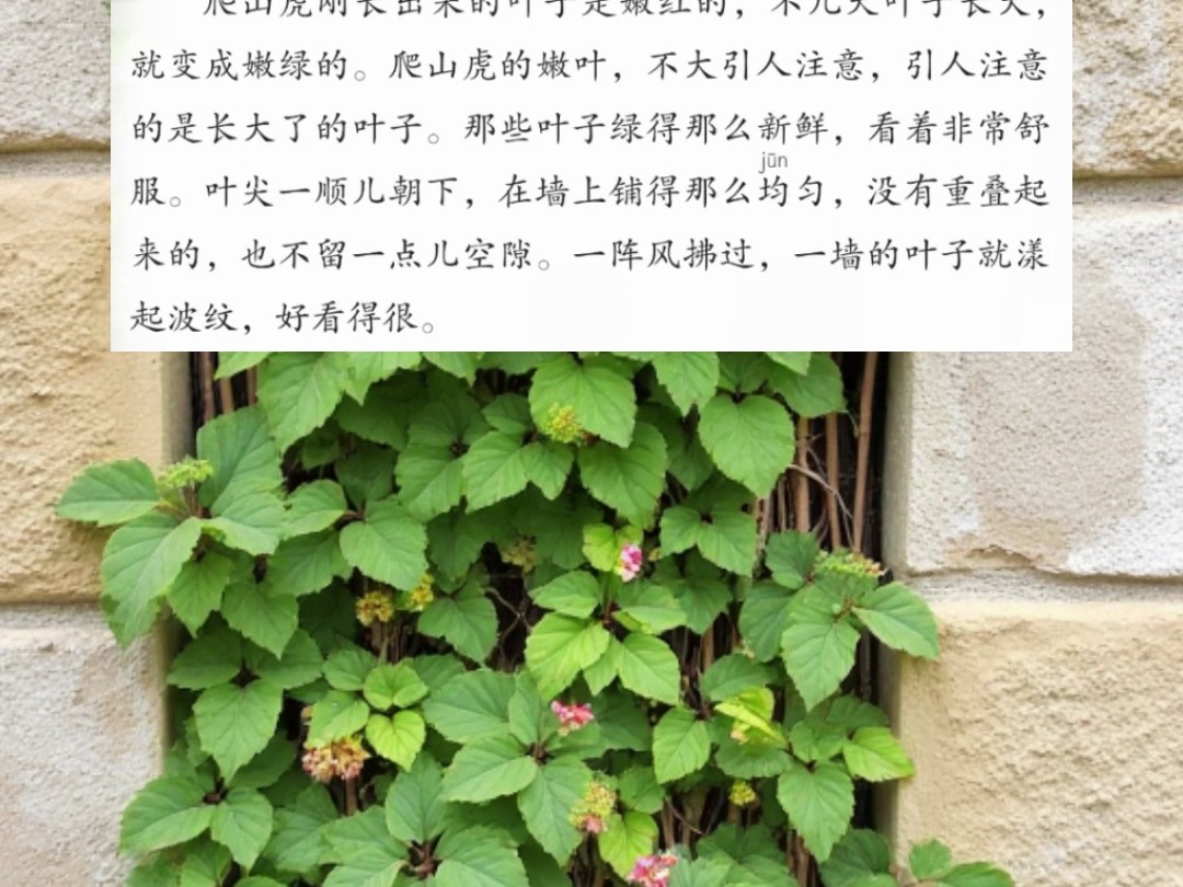 小学语文四年级上册课文10《爬山虎的脚》第二自然段
