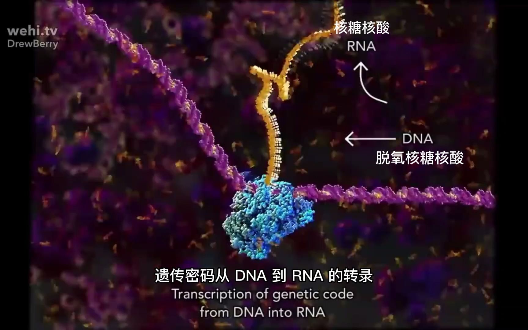 细胞工厂 妙不可言 莫名舒适【中文翻译版】