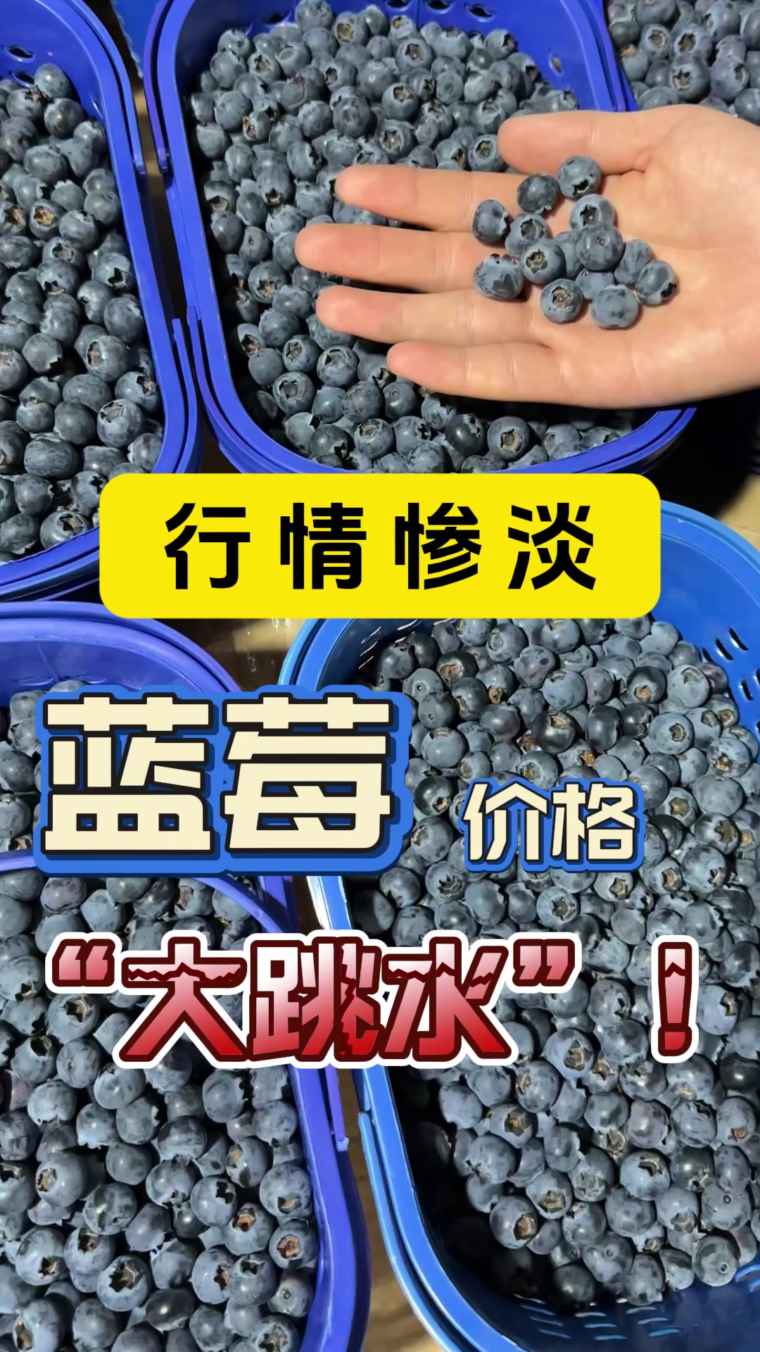 蓝莓价格大跳水! #蓝莓 #云南蓝莓 #蓝莓种植 #iFresh亚果会