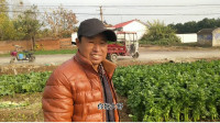农村大哥不外出打工,两口子种10亩蔬菜年收入多少钱?听着不算少