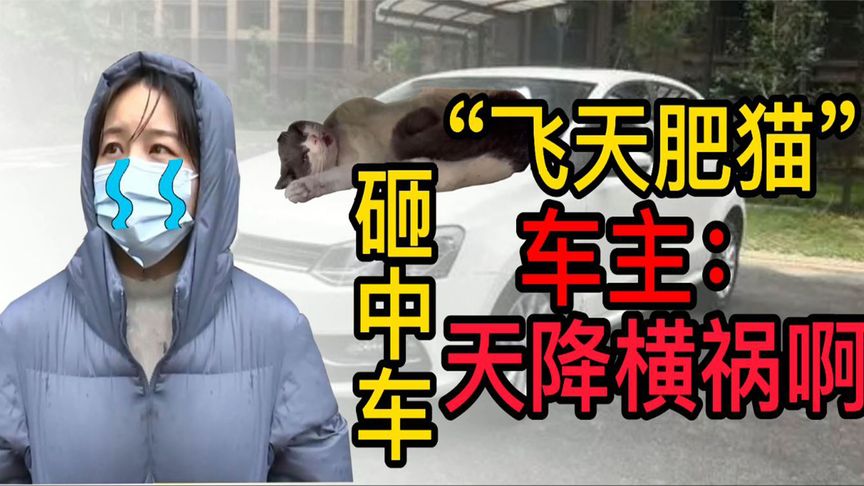 肥猫坠楼砸中车,是被人抛出还是猫猫抑郁,现场验证找原因 纪录片