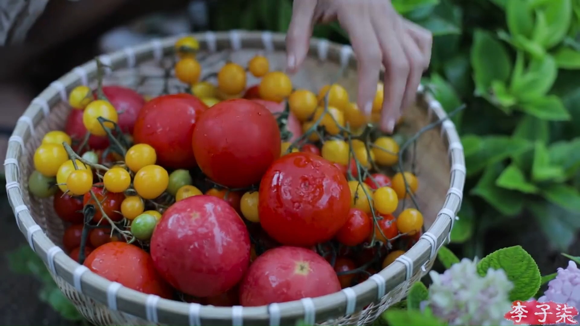 李子柒的竹篓都装过什么