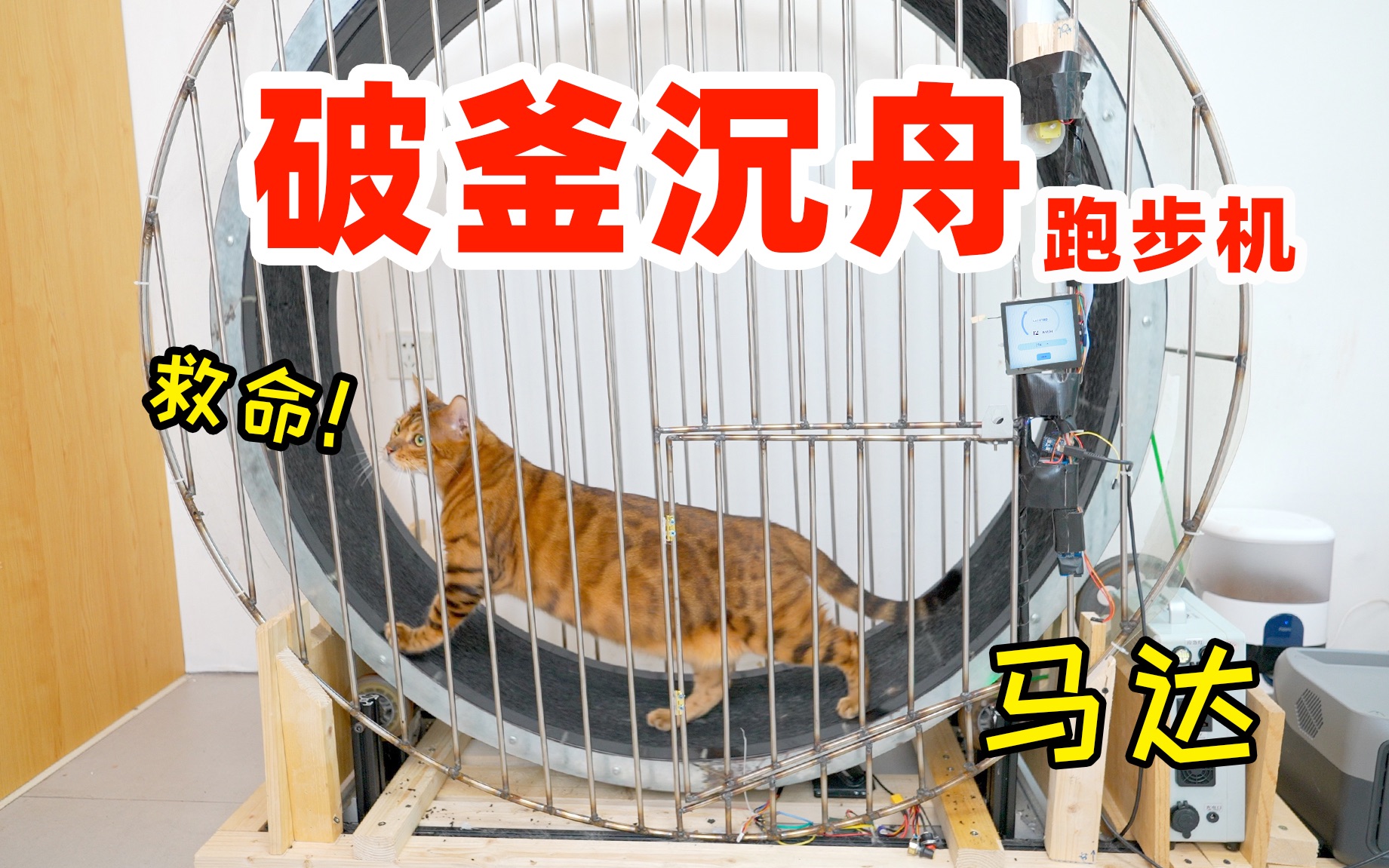 为20斤肥猫减肥,制做破釜沉舟跑步机 猫:放我出去!