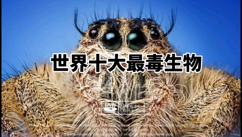世界十大最毒的生物你肯定不知道,大名鼎鼎的眼镜王蛇都排不到前五