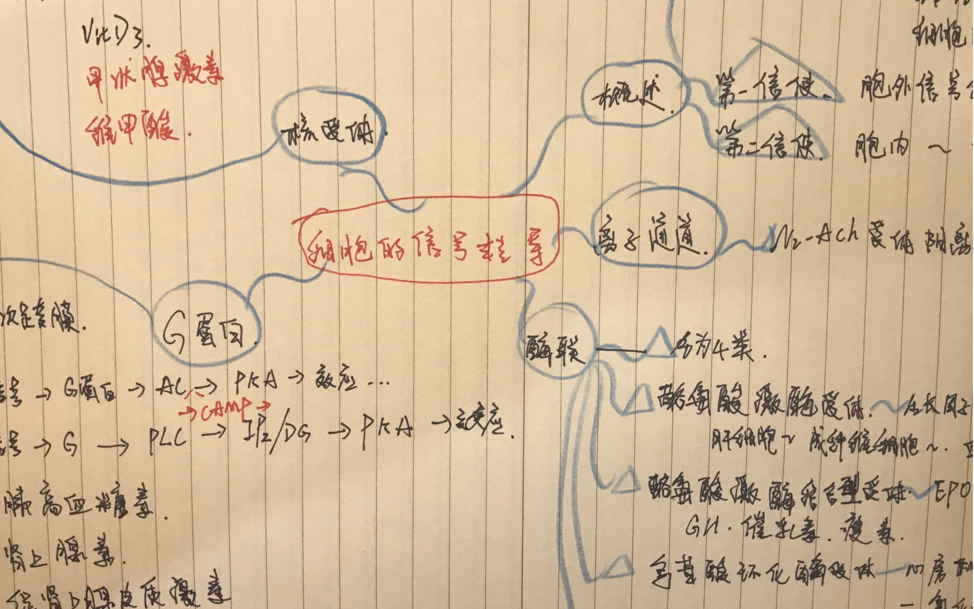 生理学第二章第二节细胞的信号转导
