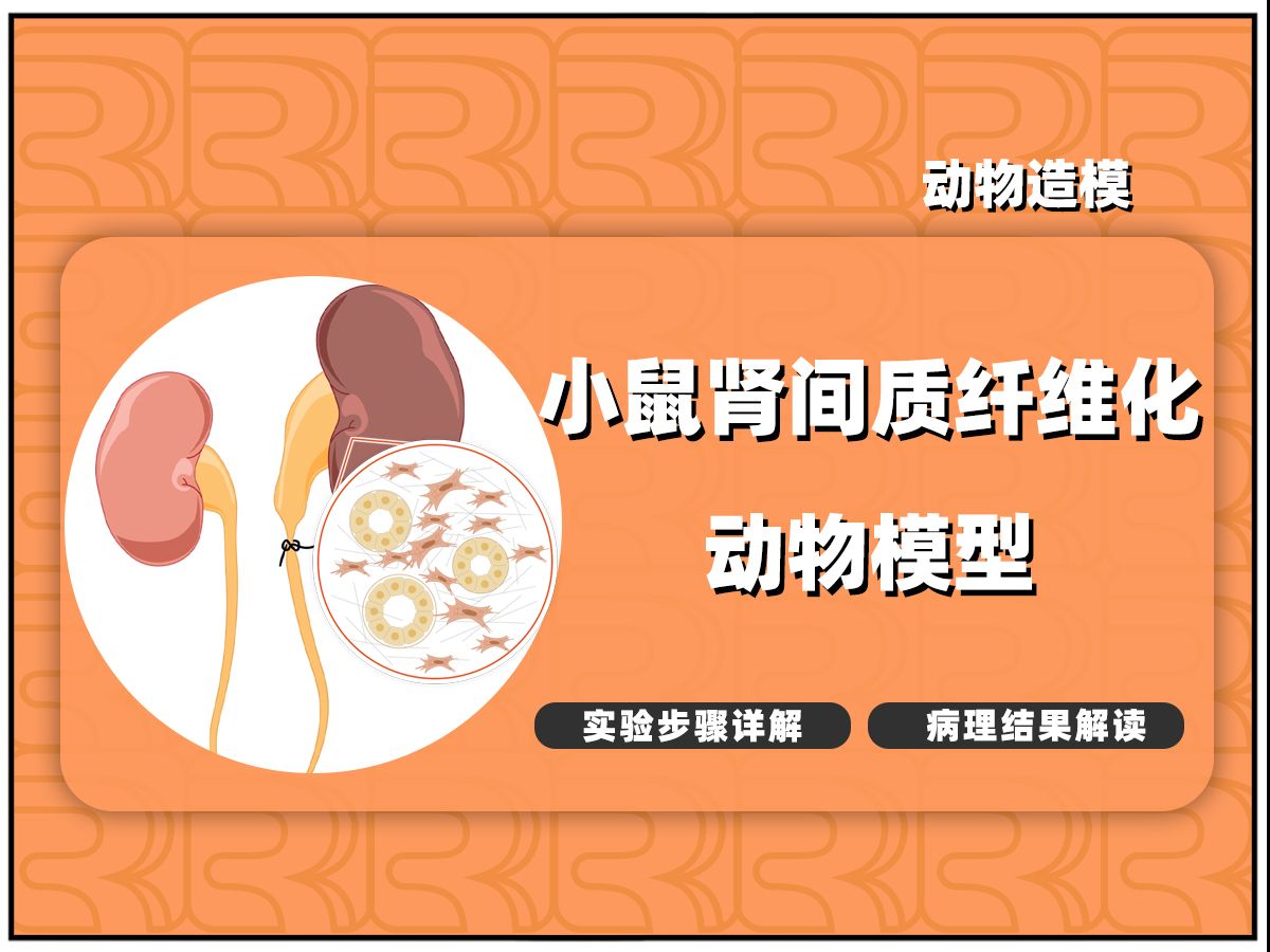 动物模型|小鼠肾间质纤维化模型实验步骤及病理解读