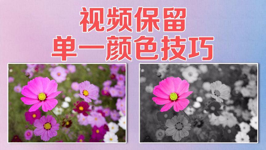 5分钟学会用剪辑软件PR 保留视频单一颜色小技巧 广告片常用
