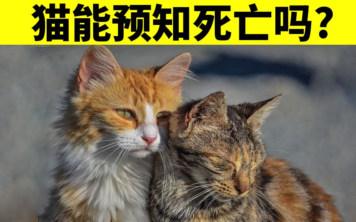 猫能预知死亡吗?真的有科学研究!