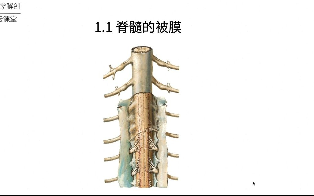 从零开始学解剖-脑和脊髓的被膜和血管