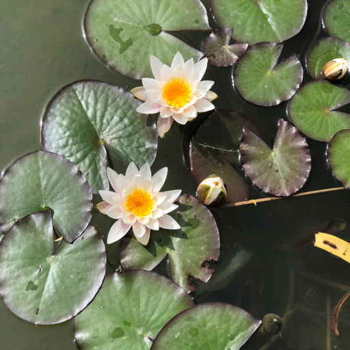 长枪在手擒苍龙 