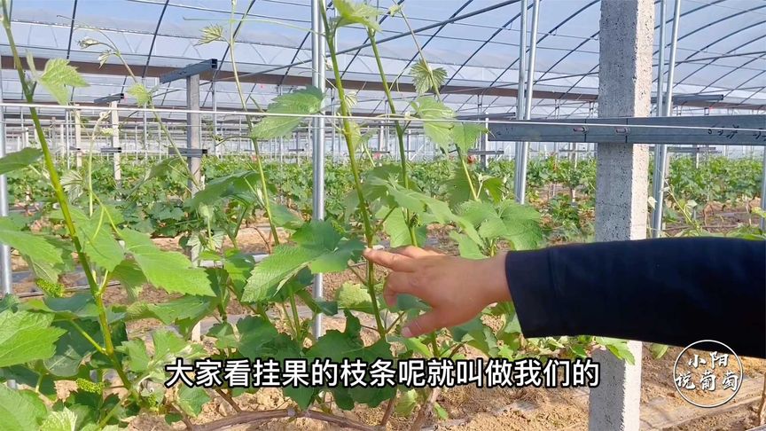 葡萄都有哪些部位器官?都叫什么名字有什么作用?我们来了解一下