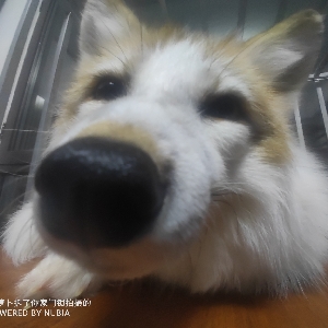 苹果味哒狐狸精 